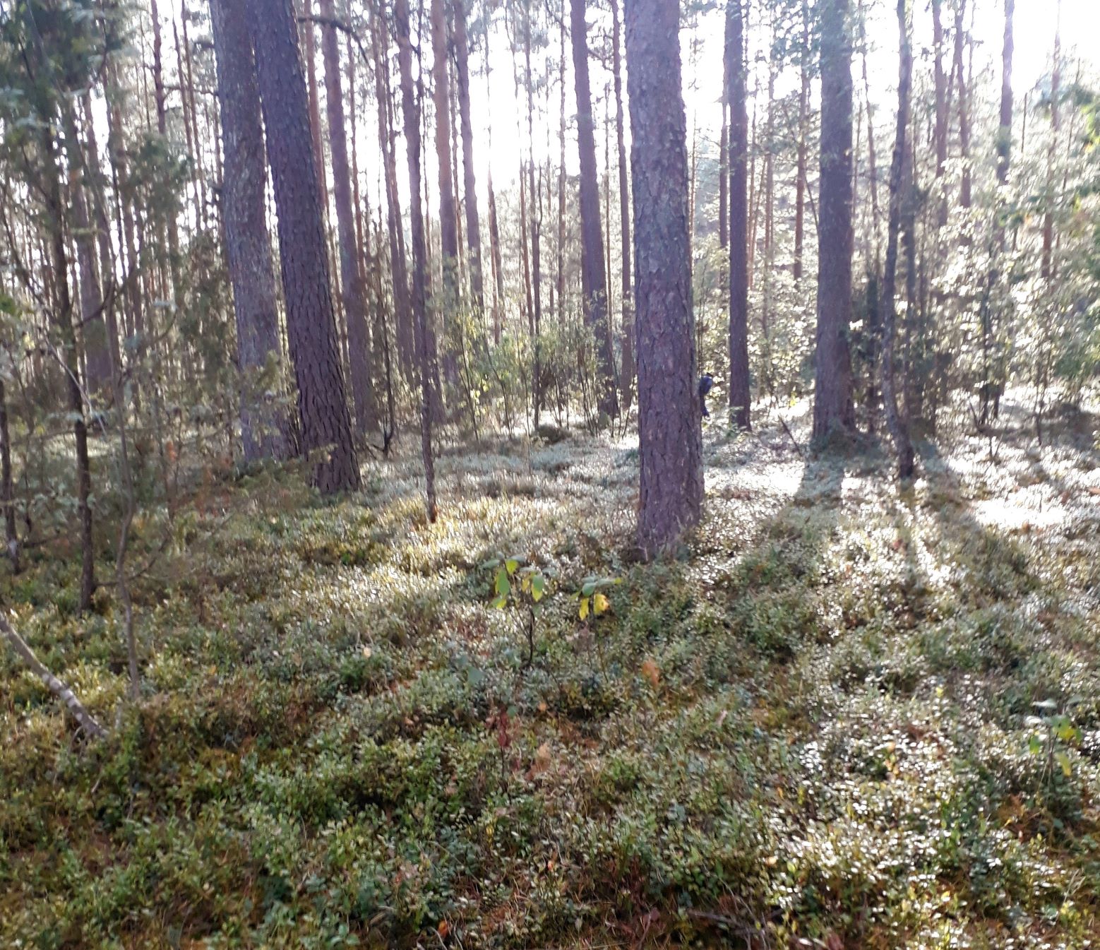 INVL Baltic Forests Fund I closes with average annual return of 27.3% ...
