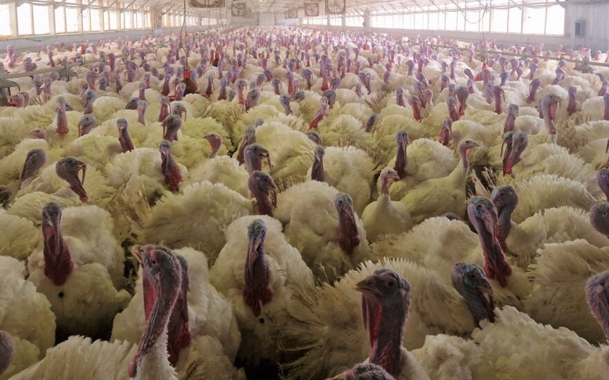 „Sūduvos ūkis“ plečia investicijas lietuviškų kalakutų auginimui ...