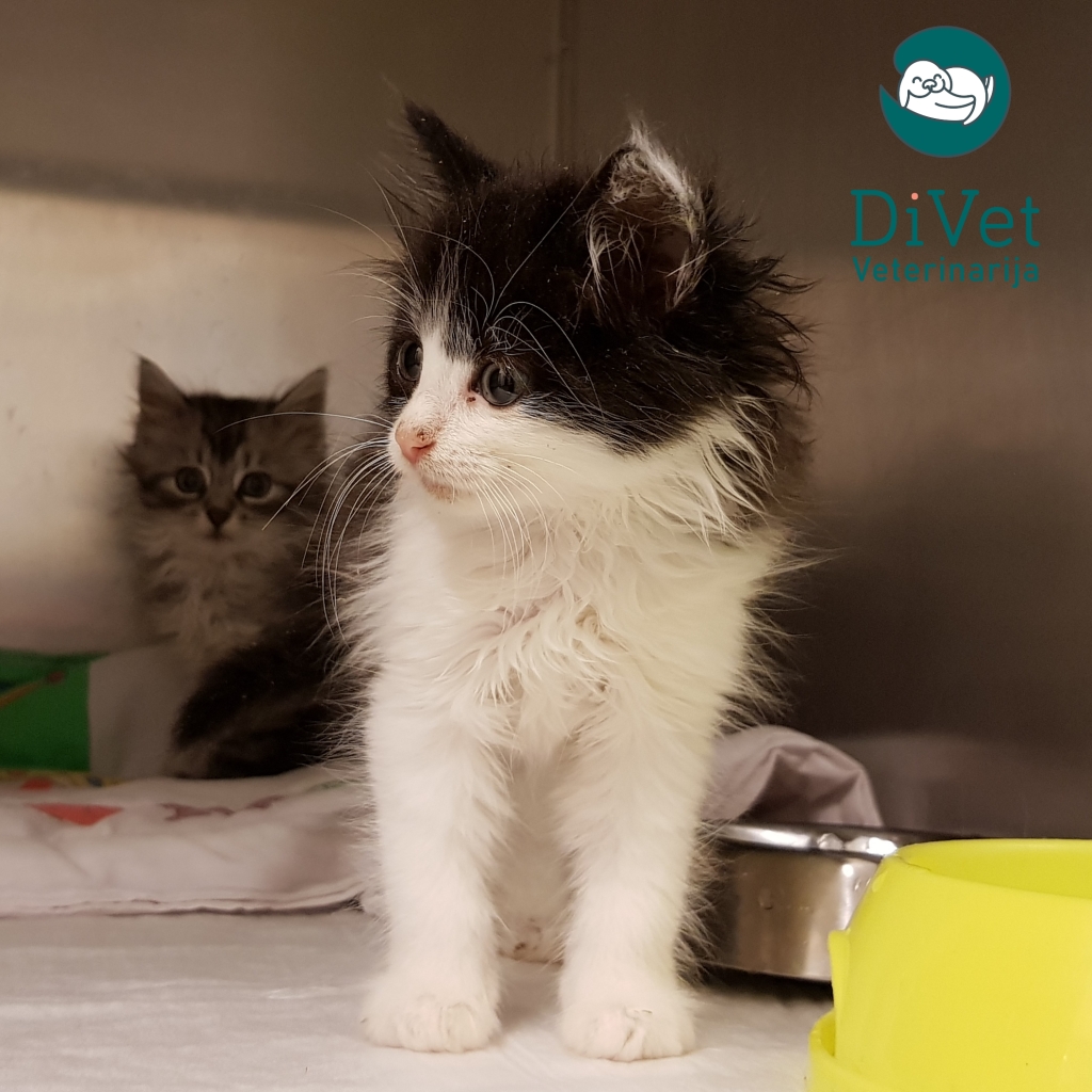 MiniVet acquires Vilnius-based DiVet clinic - Invalda INVL